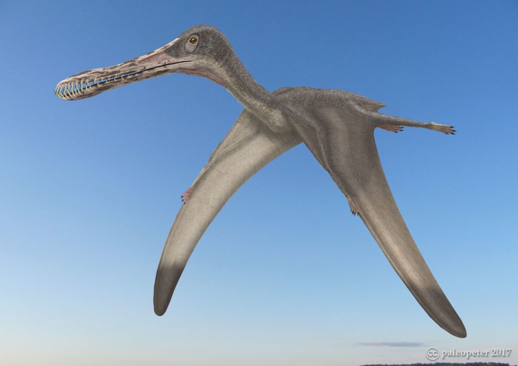 Cearadactylus atrox – Noi Dinosauri