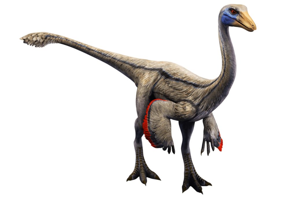 Ornithomimus – Noi Dinosauri
